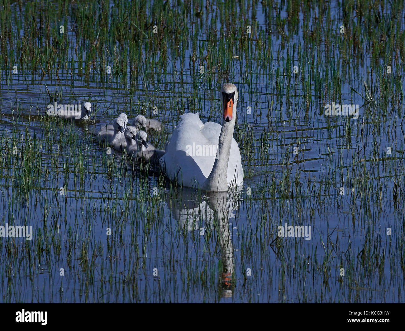 Mute swan swimming with her swanlings in their habitat Stock Photo - Alamy