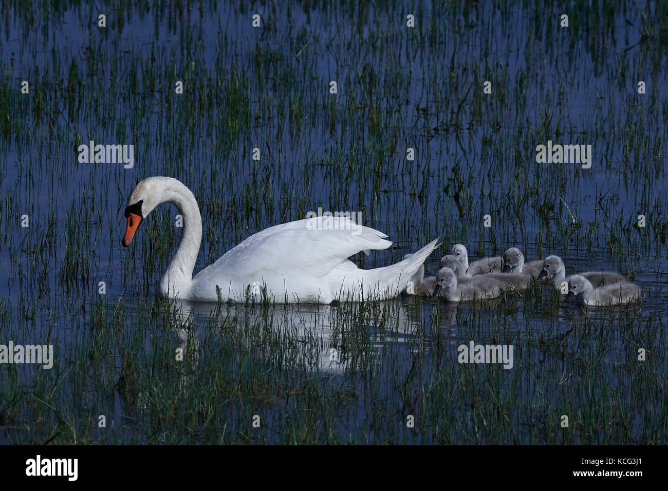 Swanlings hi-res stock photography and images - Alamy