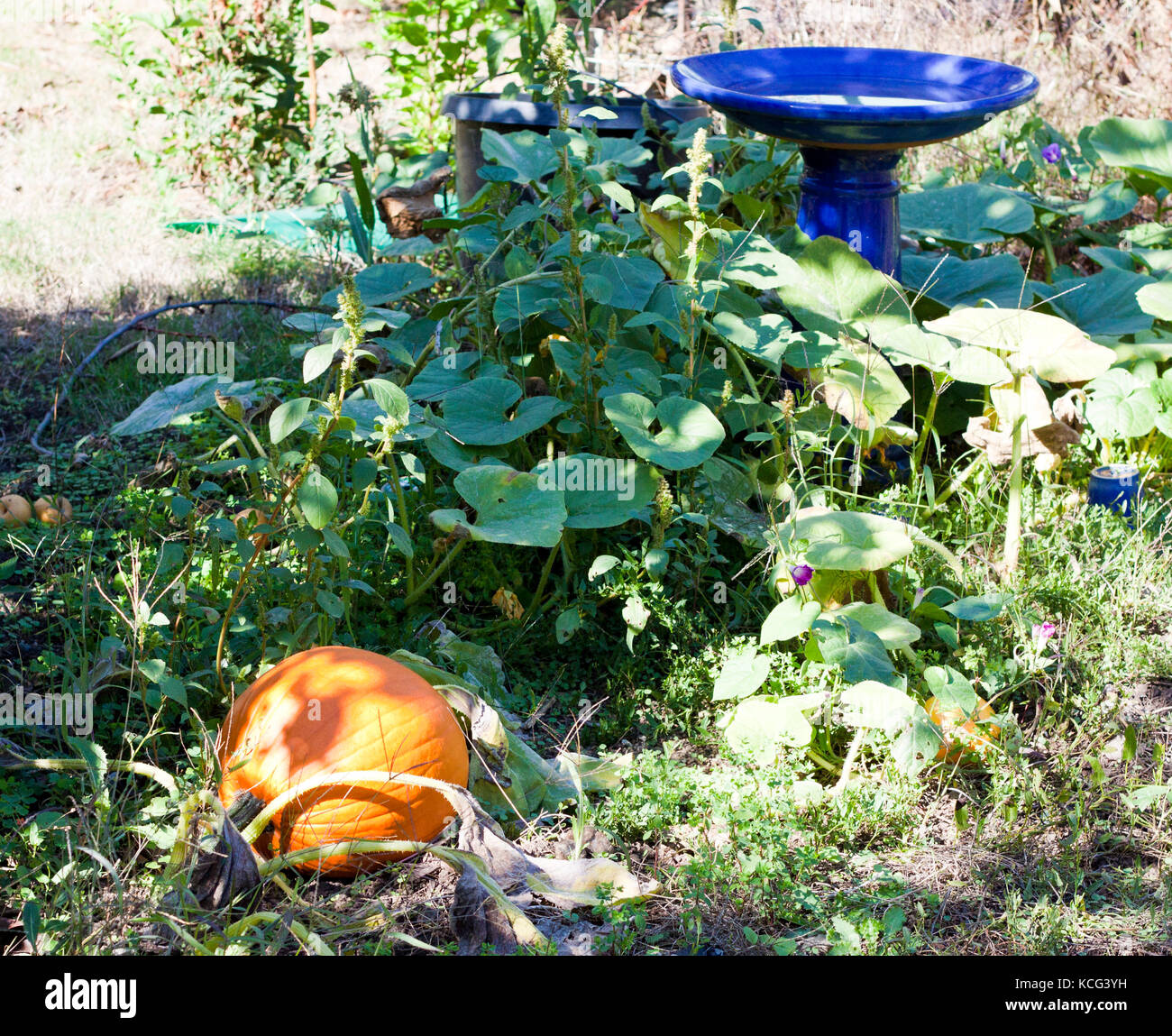 Overgrown fall garden in hi-res stock photography and images - Alamy