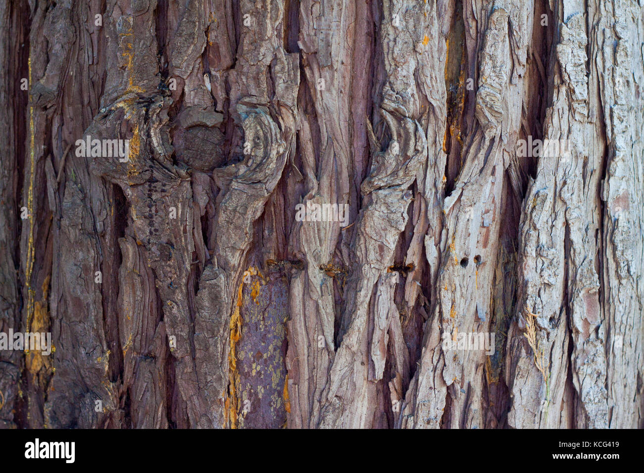 Gritty wood texture hi-res stock photography and images - Alamy