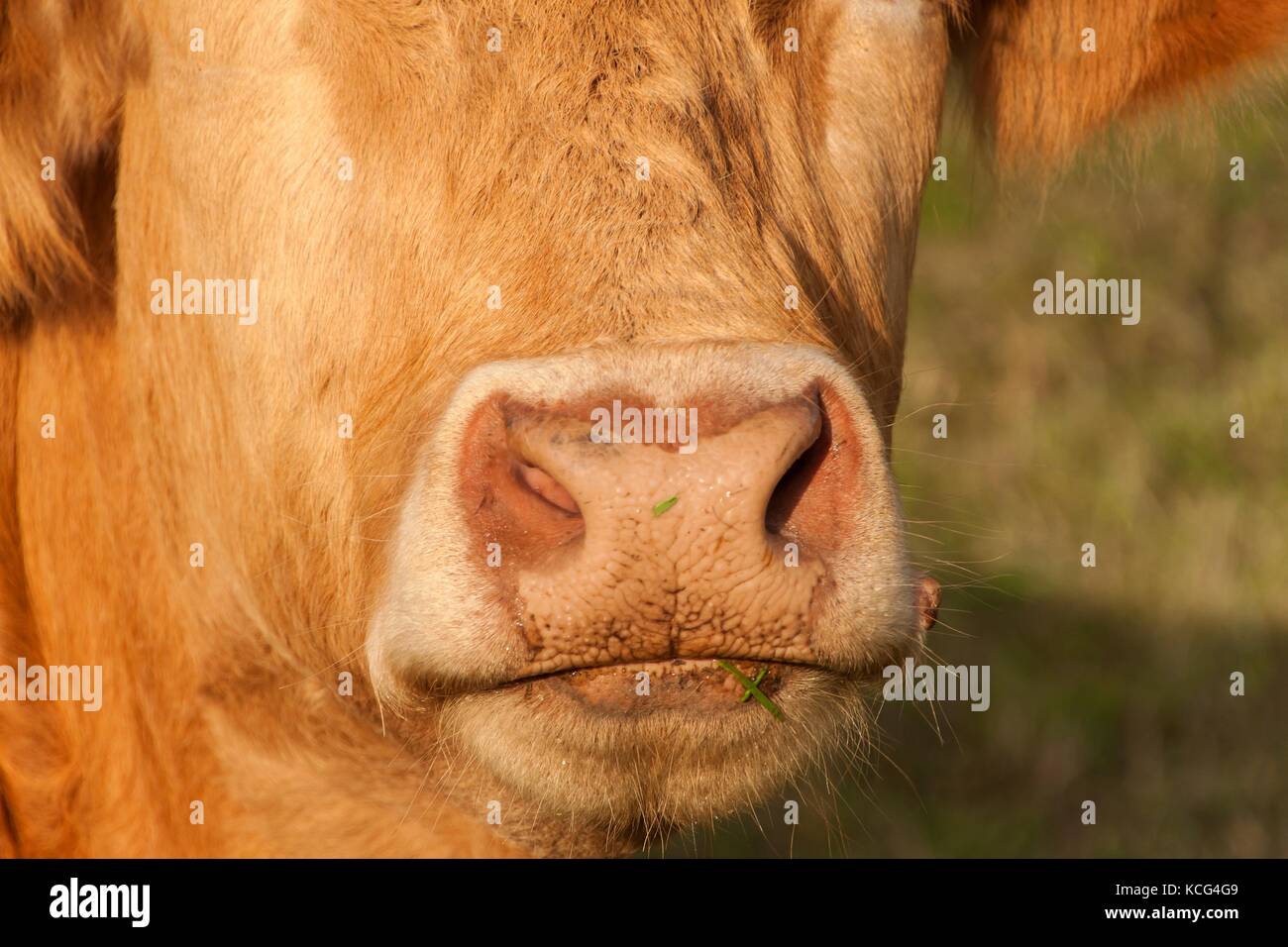 View of cow muzzle. Livestock farming. Cow on the pasture Stock Photo ...