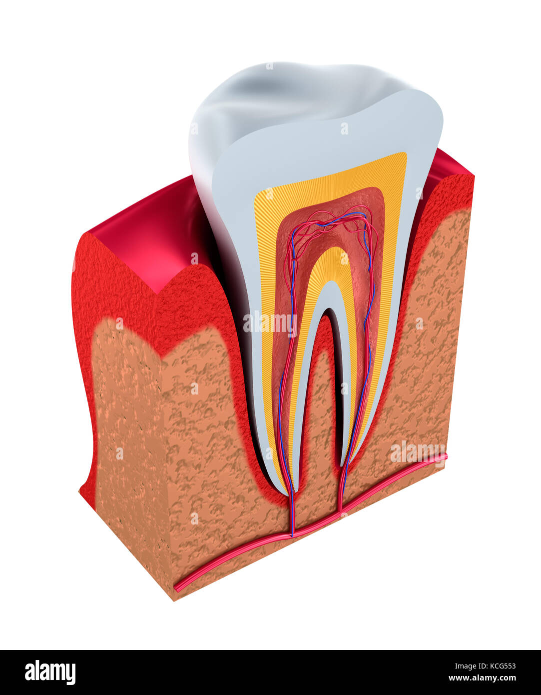 Molar Tooth Cross Section Stock Photos & Molar Tooth Cross Section ...
