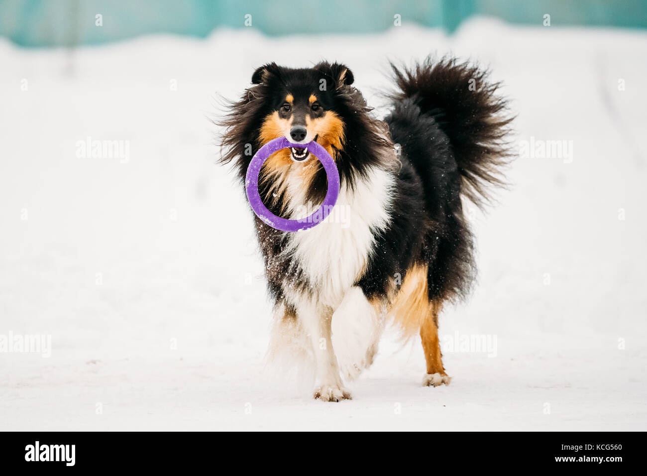 Funny Young Shetland Sheepdog, Sheltie, Collie Playing With Ring ...