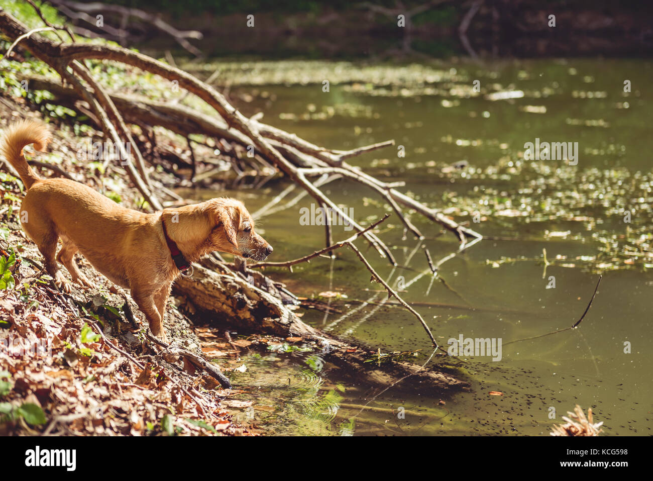 Wet dog standing by the lake and looking at the distance Stock Photo ...