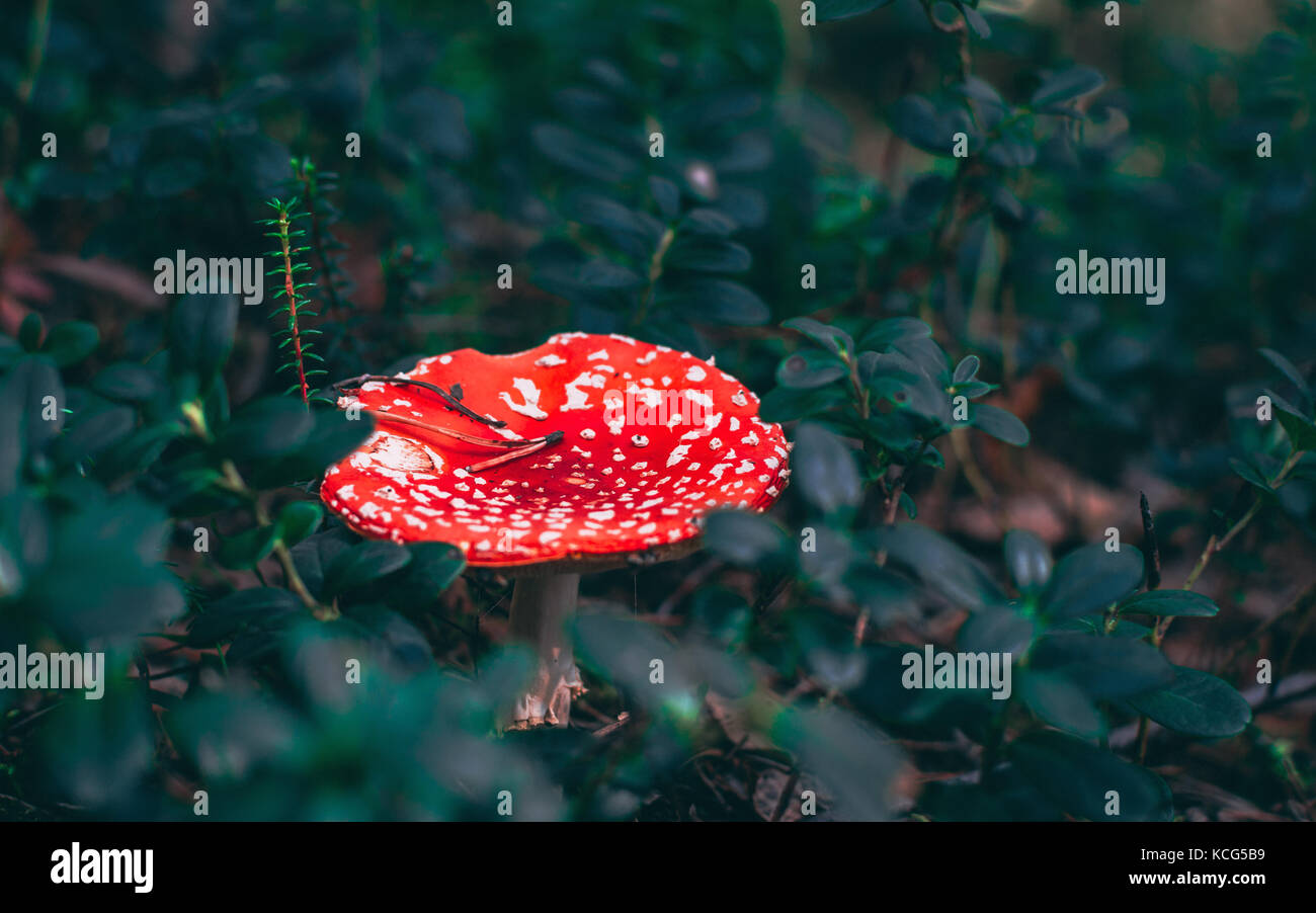 Quuen hi-res stock photography and images - Alamy