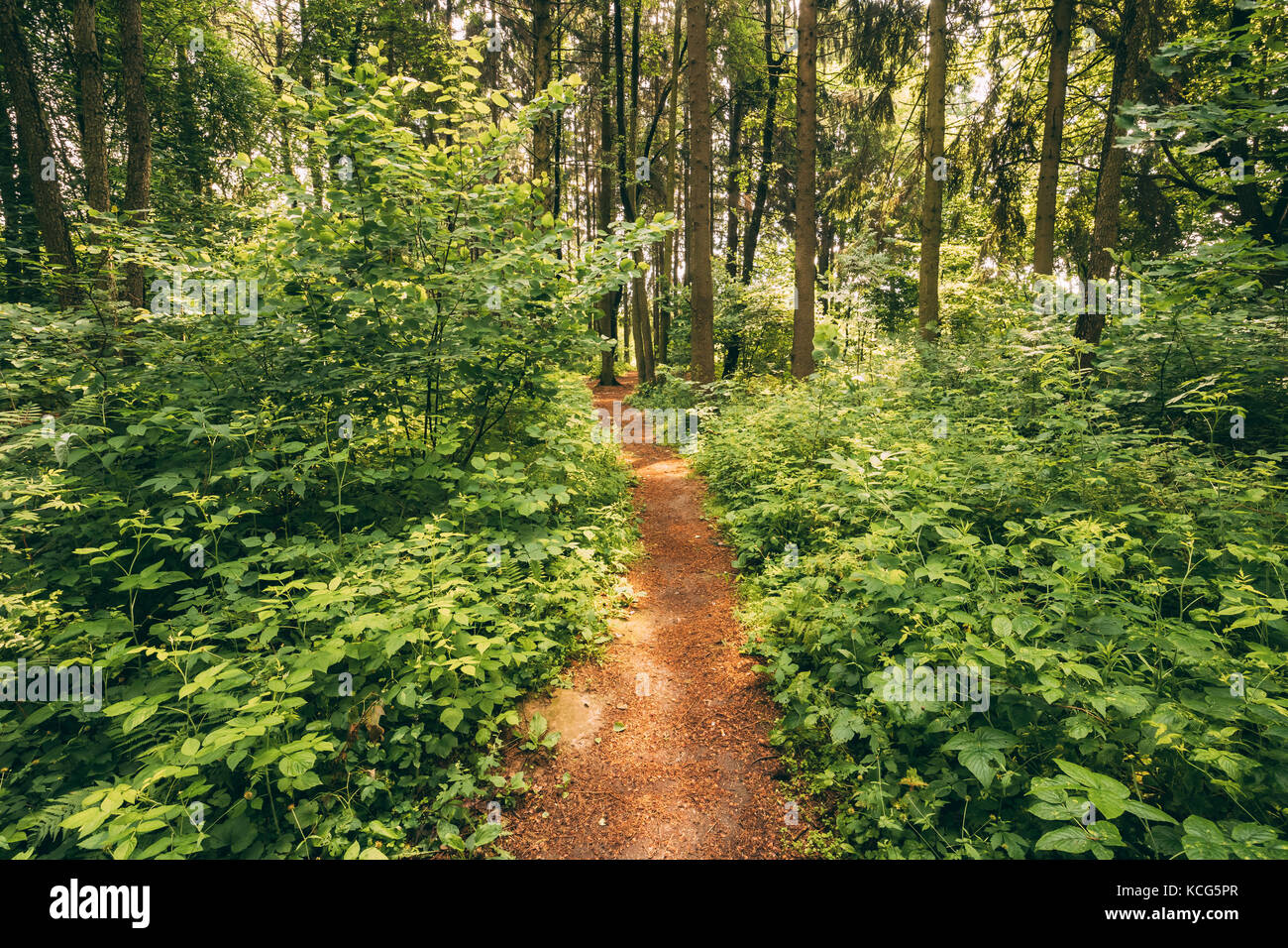 Beautiful Path Lane Walkway Way In Summer Forest Park. Healthy Walking ...