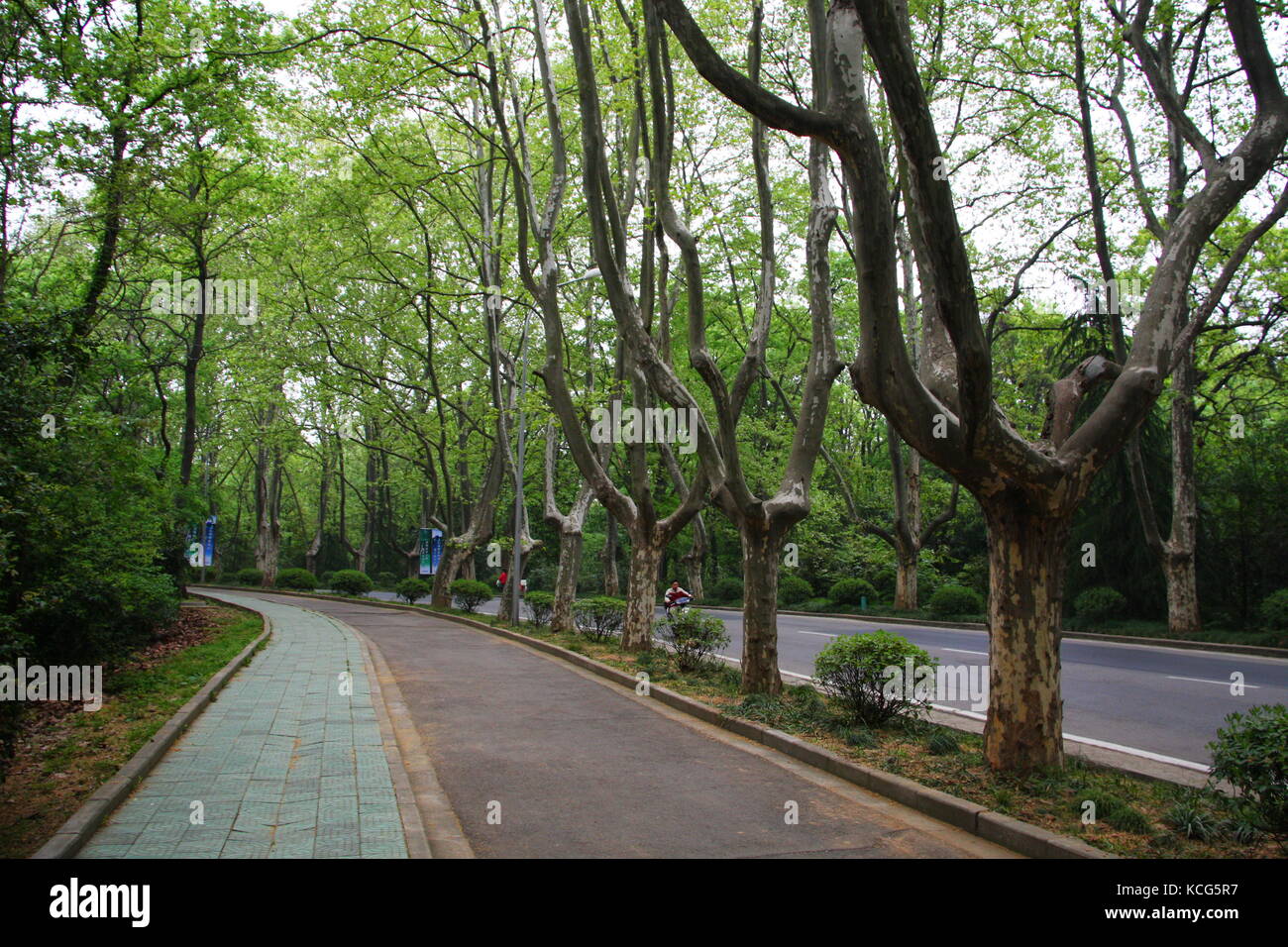 The Road and a row of tree in China. Nanjing. Jiangsu Stock Photo - Alamy