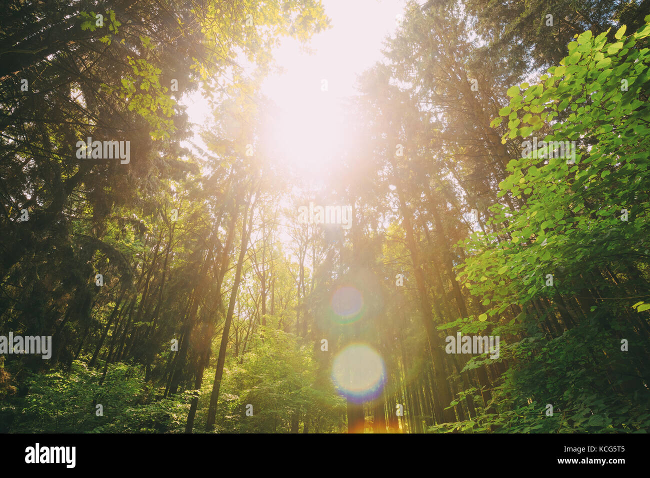 Sun Shining In Summer Forest Through Canopy Of Tall Trees. Looking Up ...