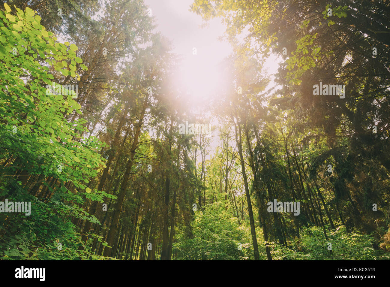 Looking Up In Summer Mixed Forest Trees Woods To Canopy. Bottom View ...