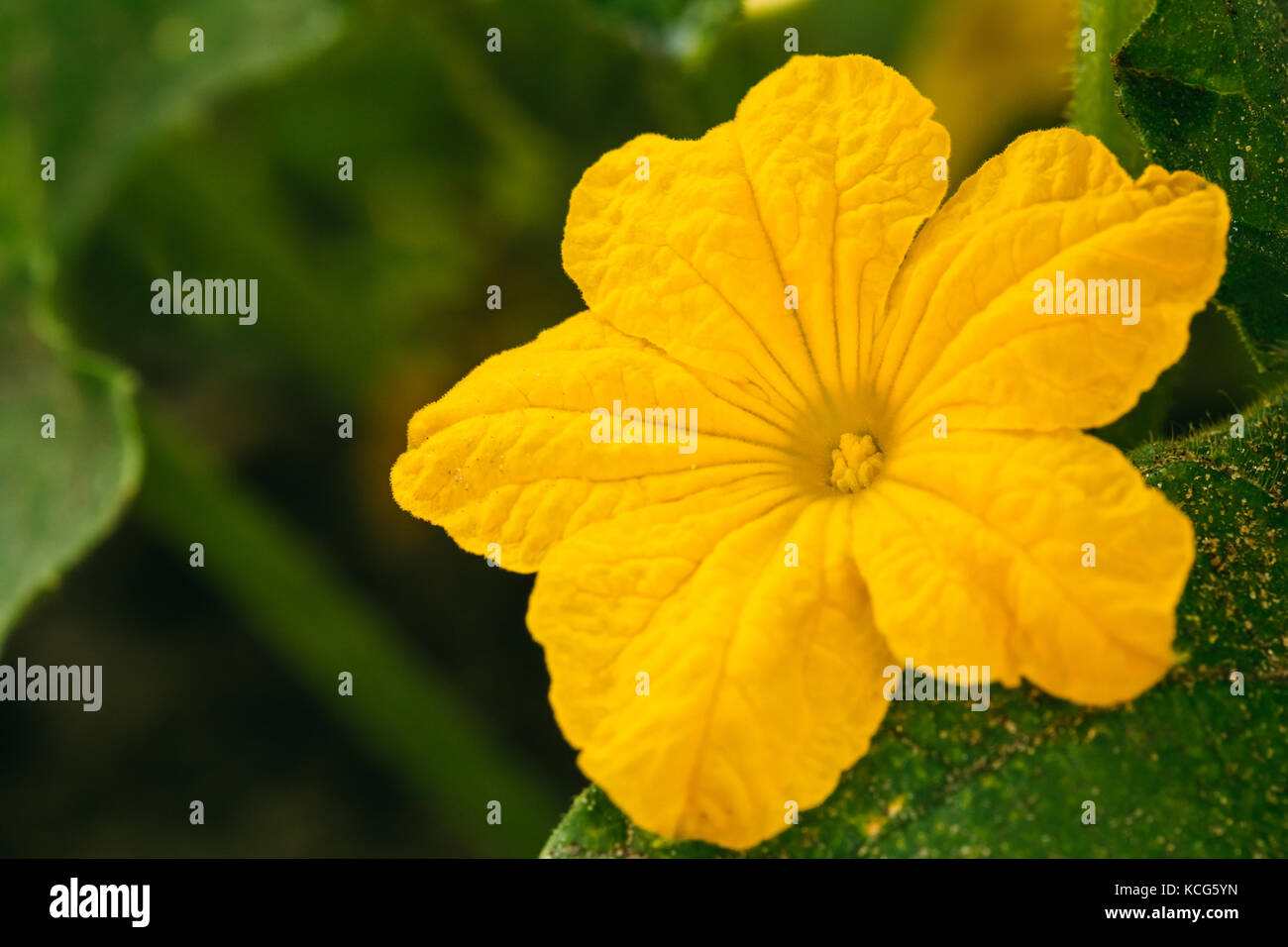 Cucumber plant flower hi-res stock photography and images - Alamy