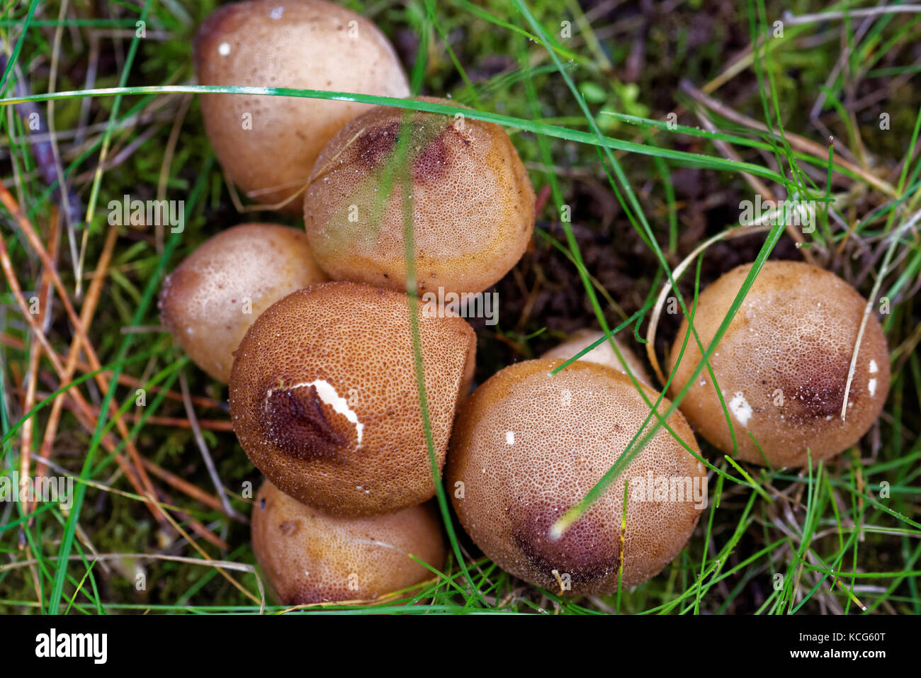 A puffball is a member of any of several groups of fungi in the ...