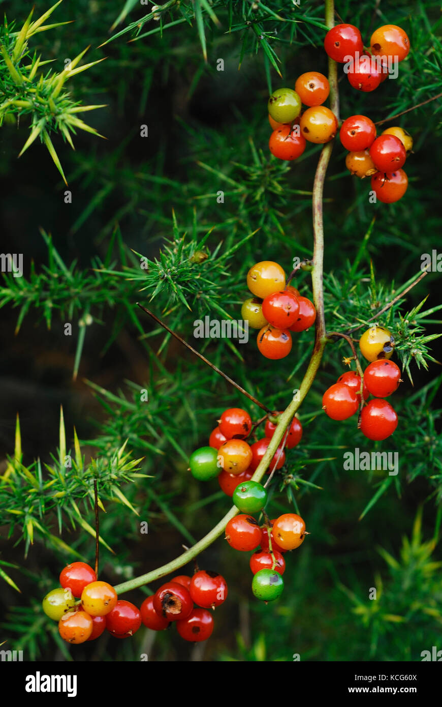 Black bryony berries Stock Photo - Alamy