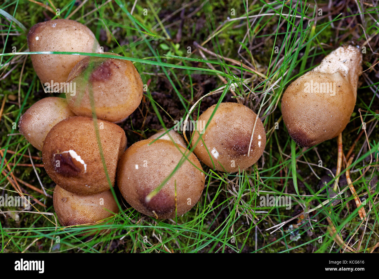 A puffball is a member of any of several groups of fungi in the ...