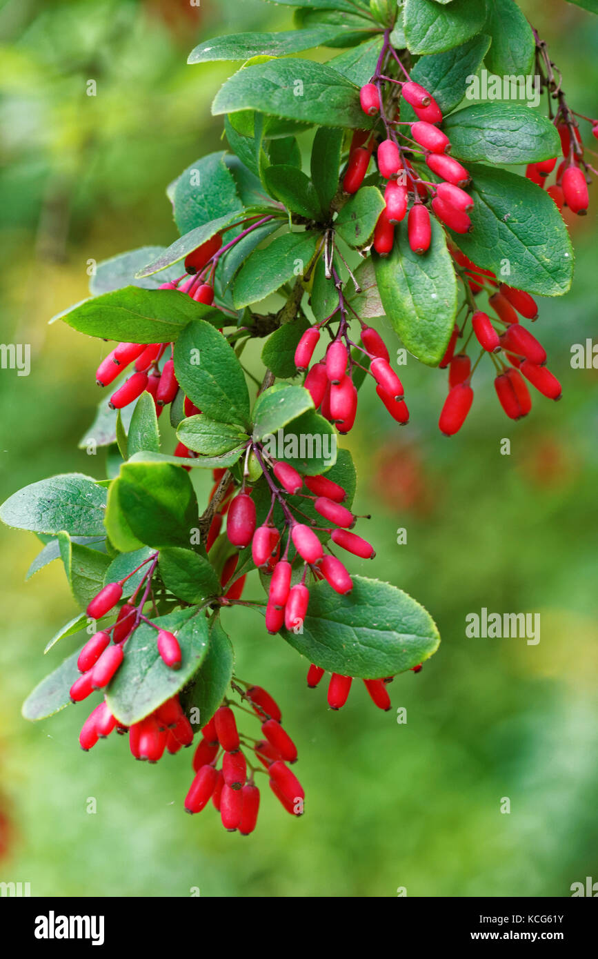 Berberis, commonly known as barberry, is a large genus of deciduous and ...