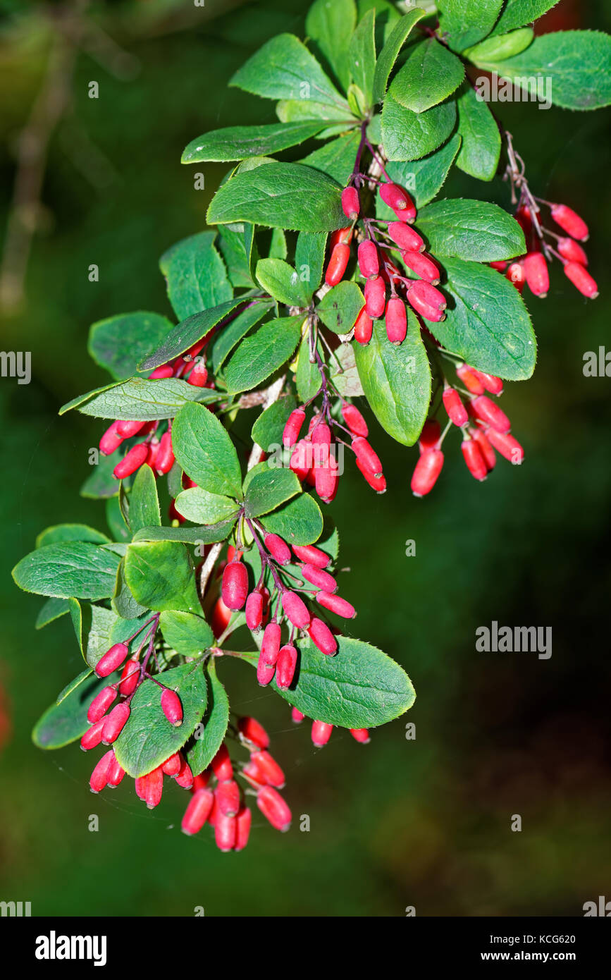 Berberis, commonly known as barberry, is a large genus of deciduous and ...