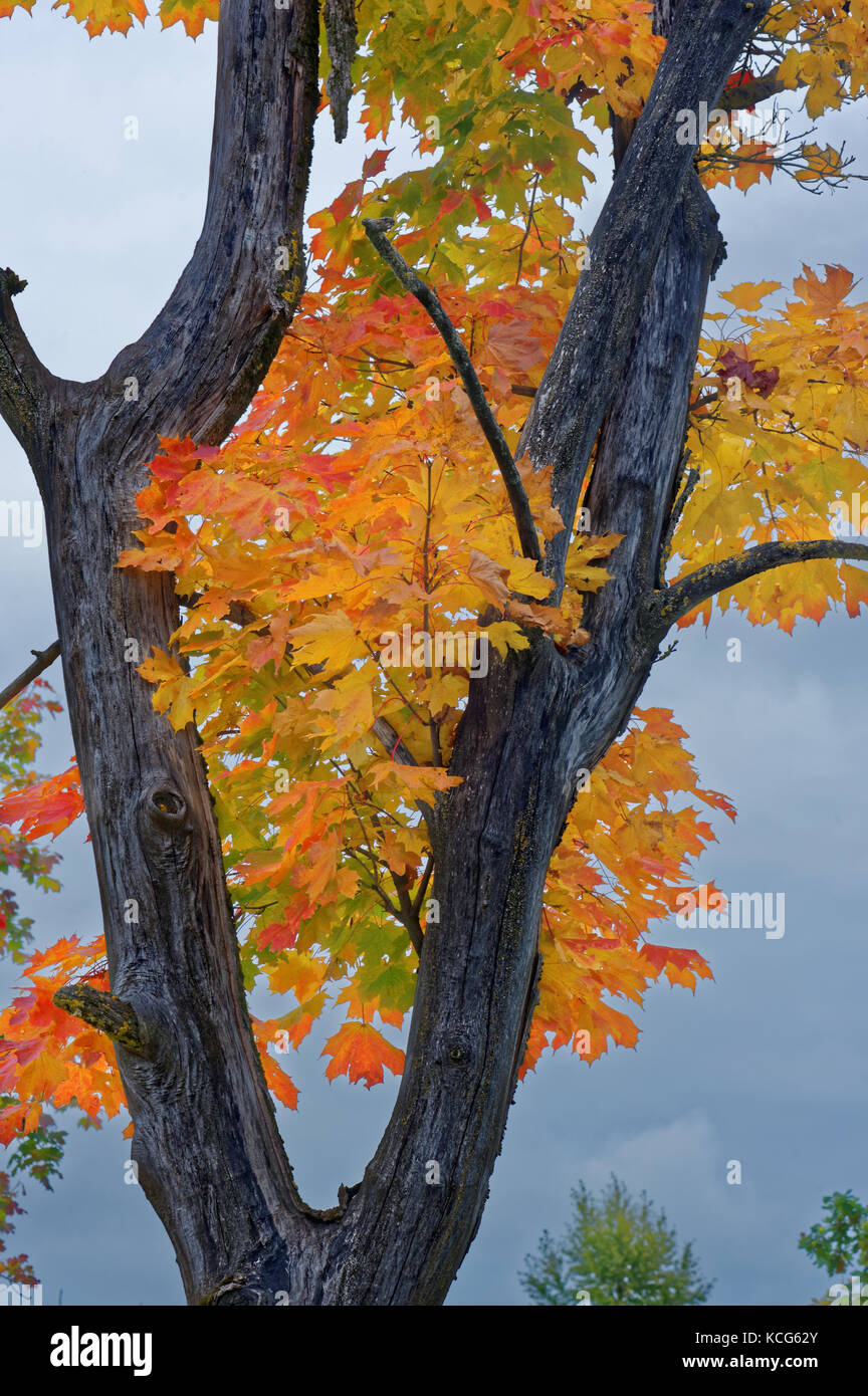 Libe and dead branches of a maple tree in October Stock Photo - Alamy