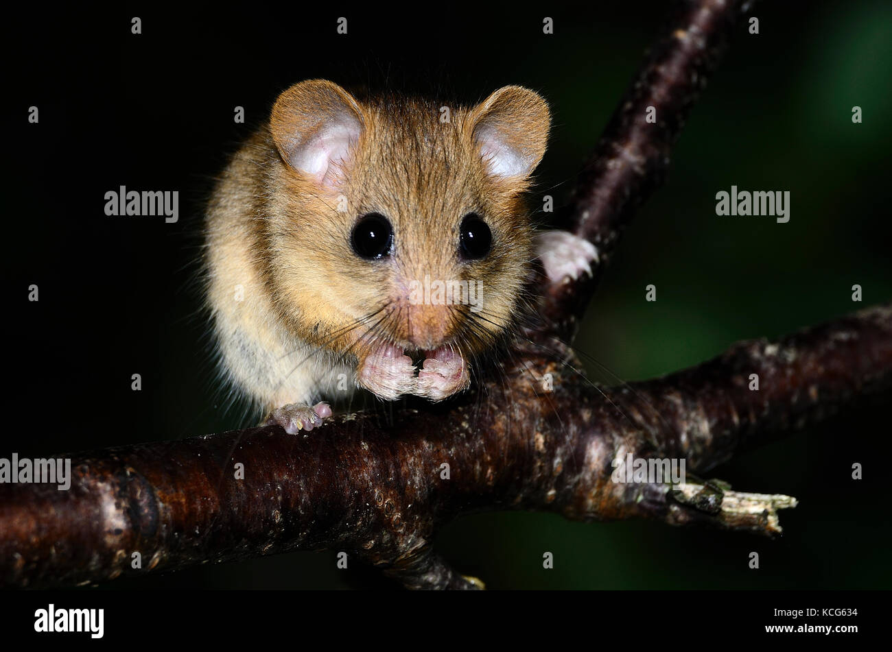 Mice dormice hi-res stock photography and images - Alamy