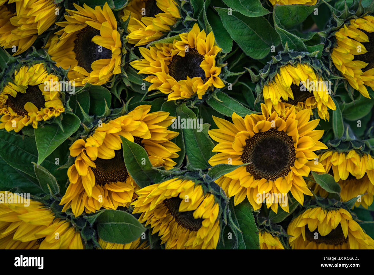A sunflower bouquet: Plant and Flower Market at autumn in Utrecht ...