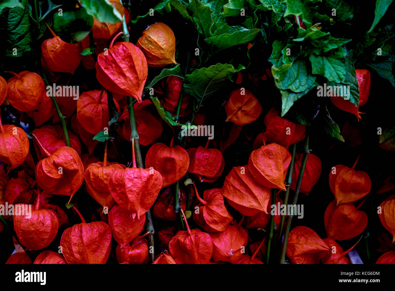 Utrecht Market High Resolution Stock Photography and Images - Alamy