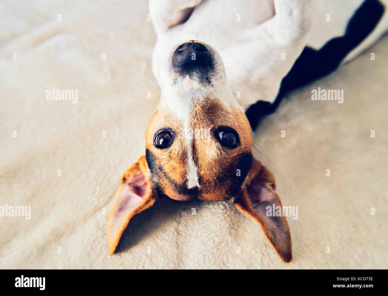 Adorable dog Jack Russell lying on back Stock Photo - Alamy