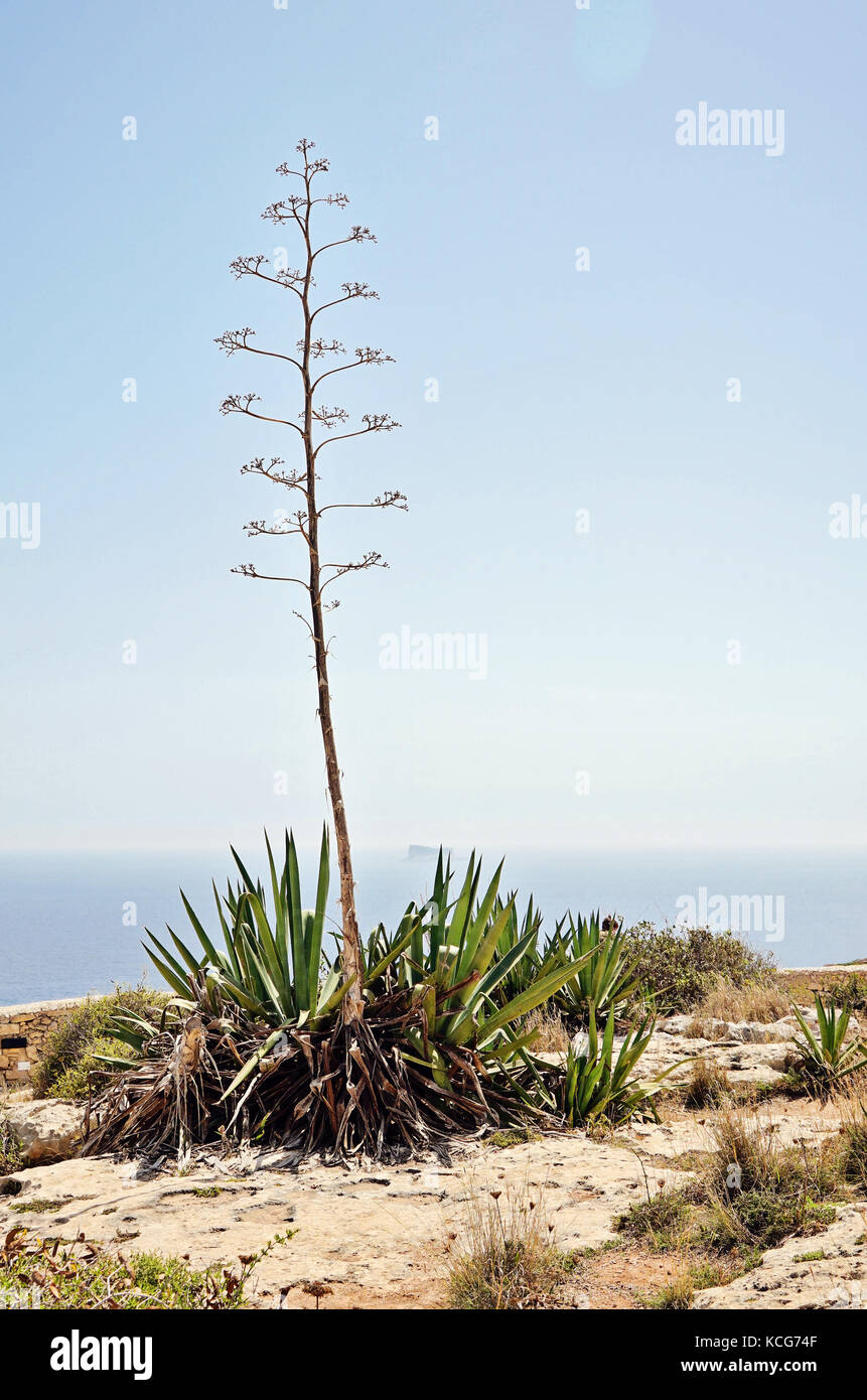 View of one blooming agave plant Stock Photo - Alamy
