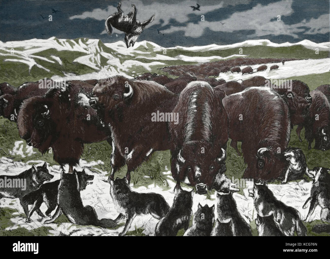 Great plains wolf buffalo wolf hi-res stock photography and images - Alamy