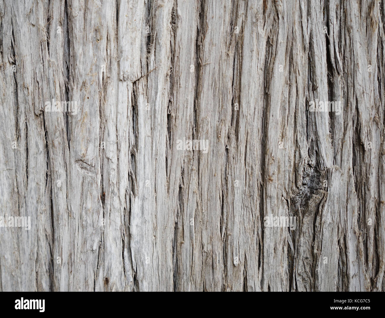 Close-up of tree bark texture detailed colorful Stock Photo - Alamy