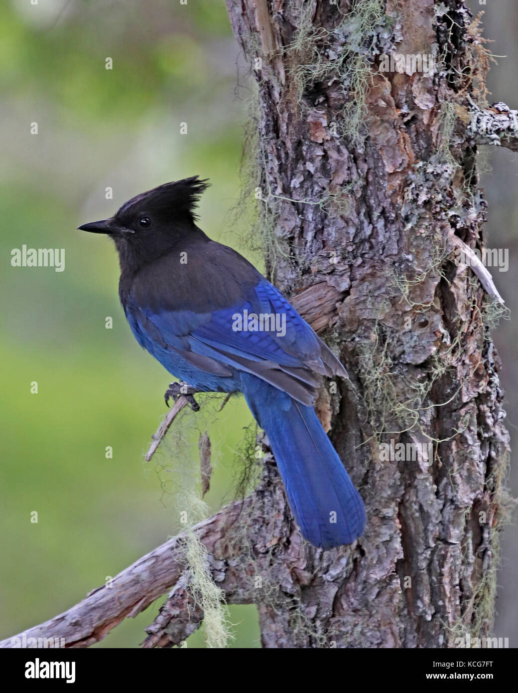 The Stellar's jay in Alaska was quite different looking than the common ...