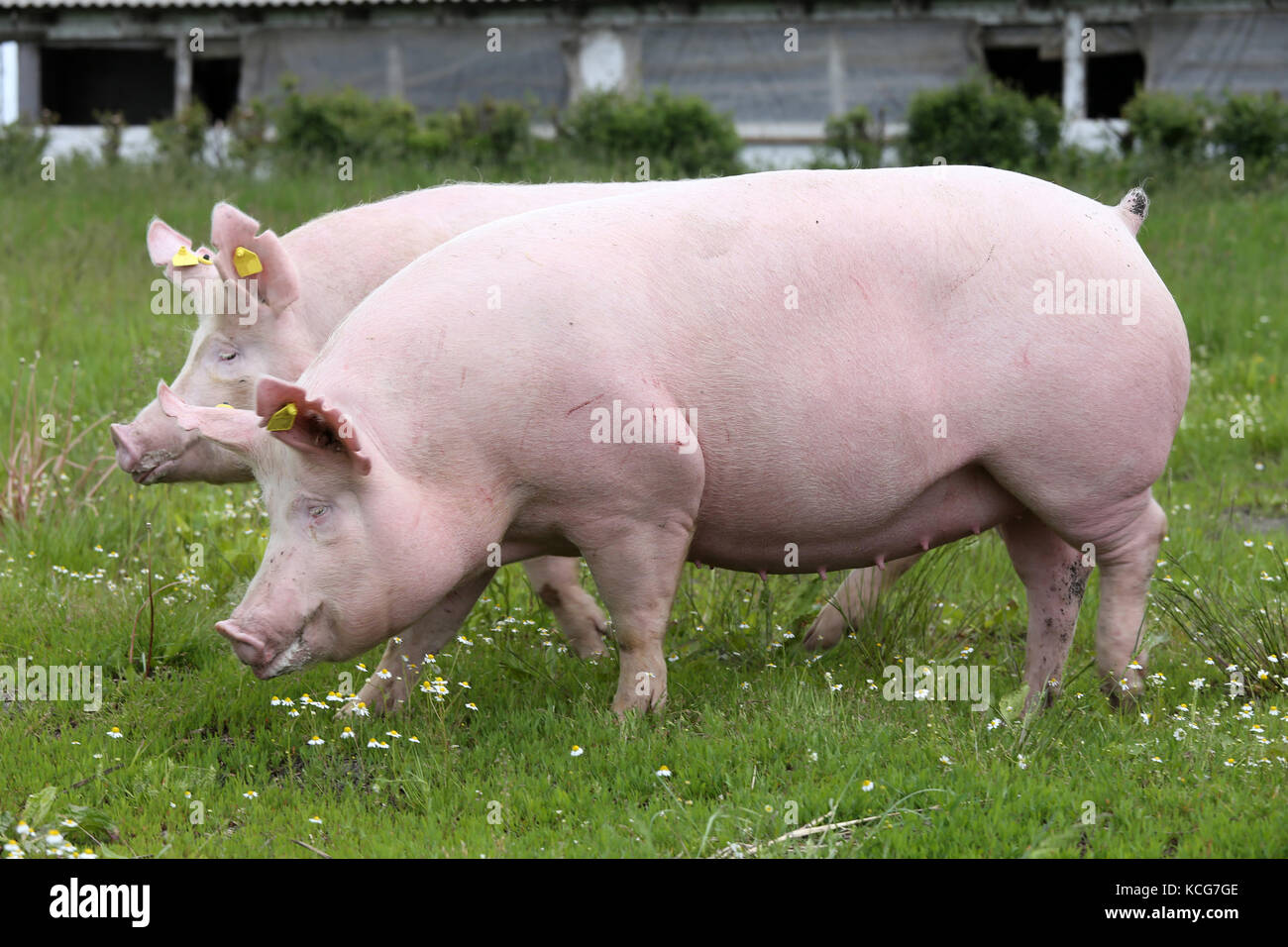 Big pink colored sows posing for camera on rural animal farm Stock ...