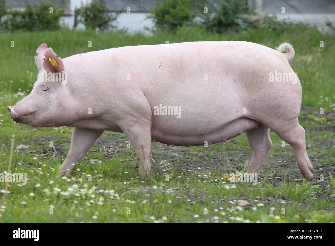 Gilts and sows hi-res stock photography and images - Alamy
