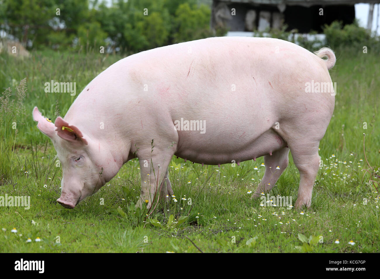 Gilts and sows hi-res stock photography and images - Alamy