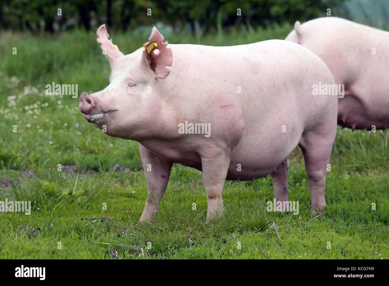 Farm animal sow pig enjoyed summer sunshine on rural eco bio farm rural ...