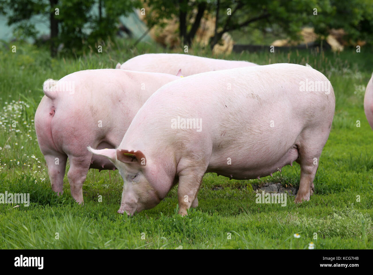 Hungarian pig breed name is big white posing on meadow Stock Photo - Alamy