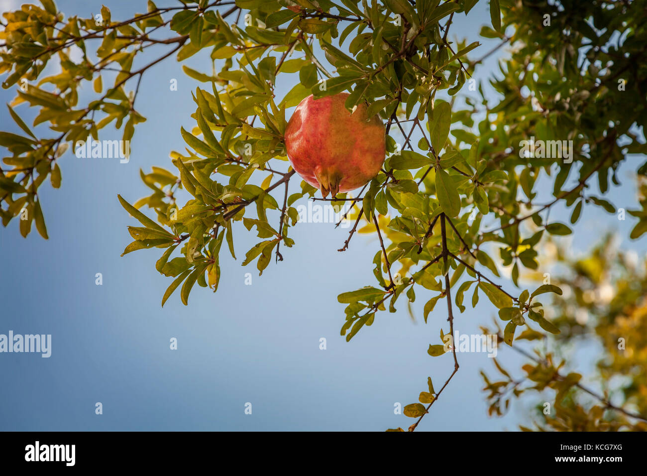 Pomegranate fruit on tree with sky background Stock Photo - Alamy