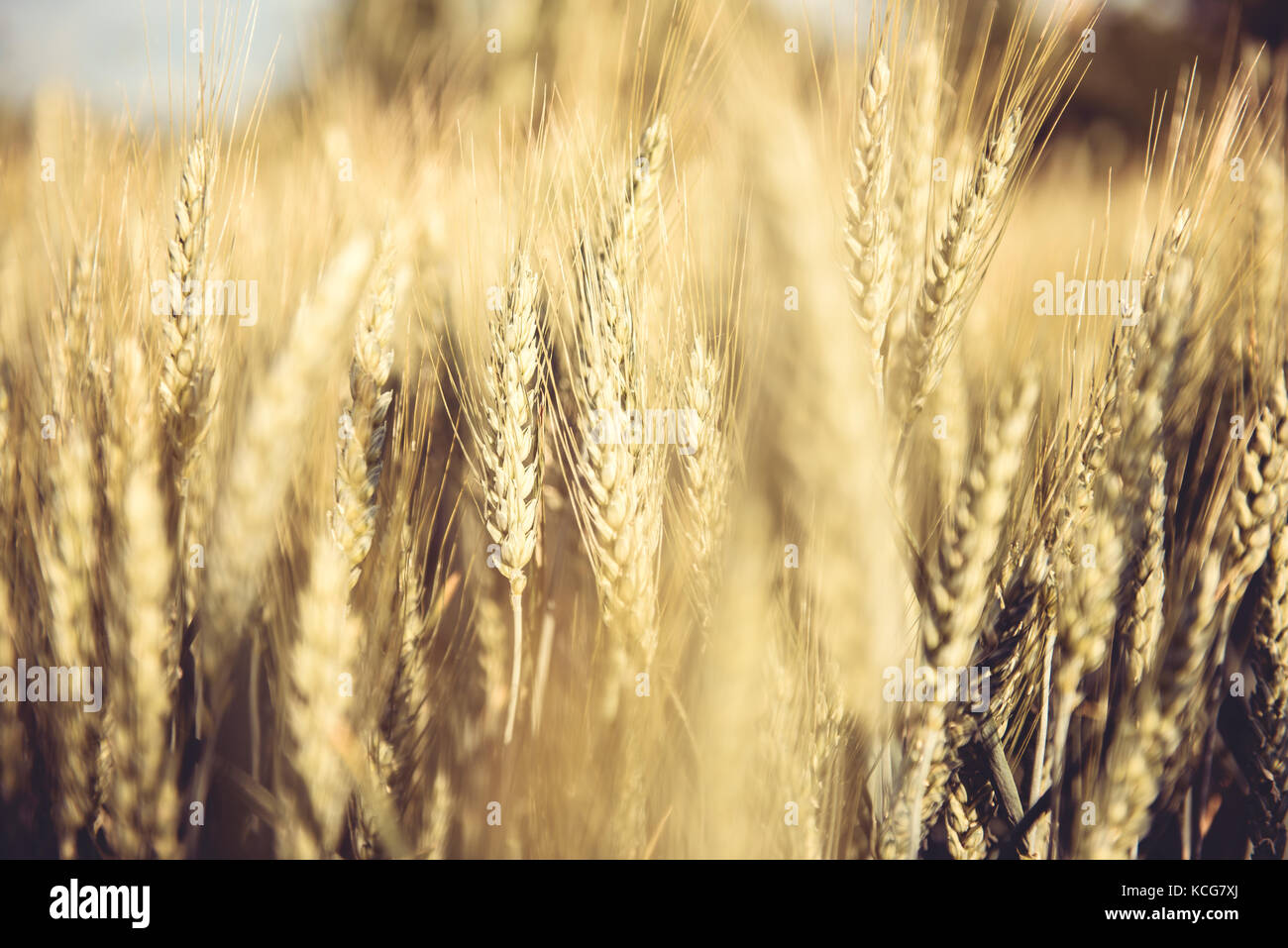 Yellow wheat field Stock Photo - Alamy