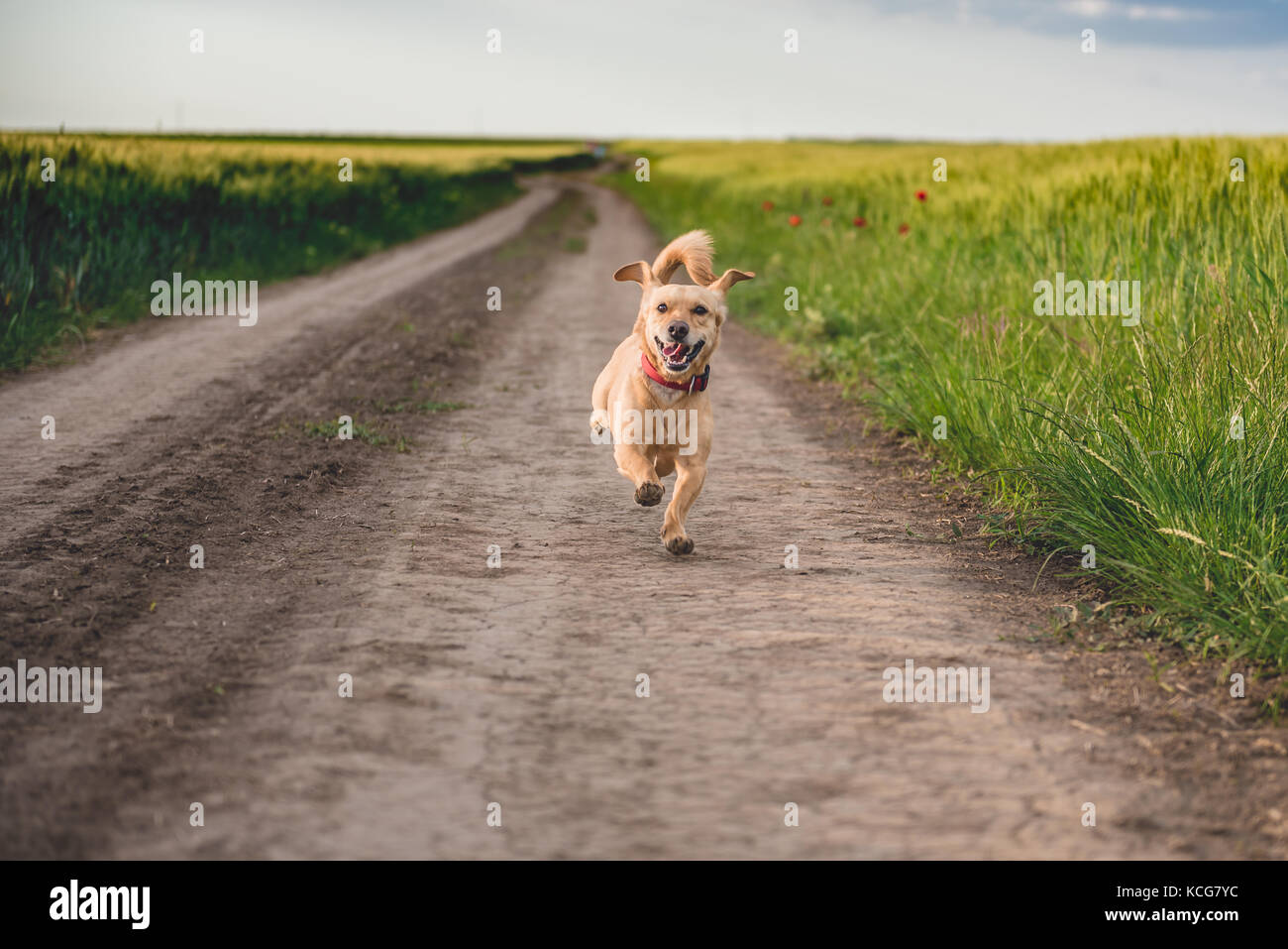 Rural gravel road running hi-res stock photography and images - Alamy