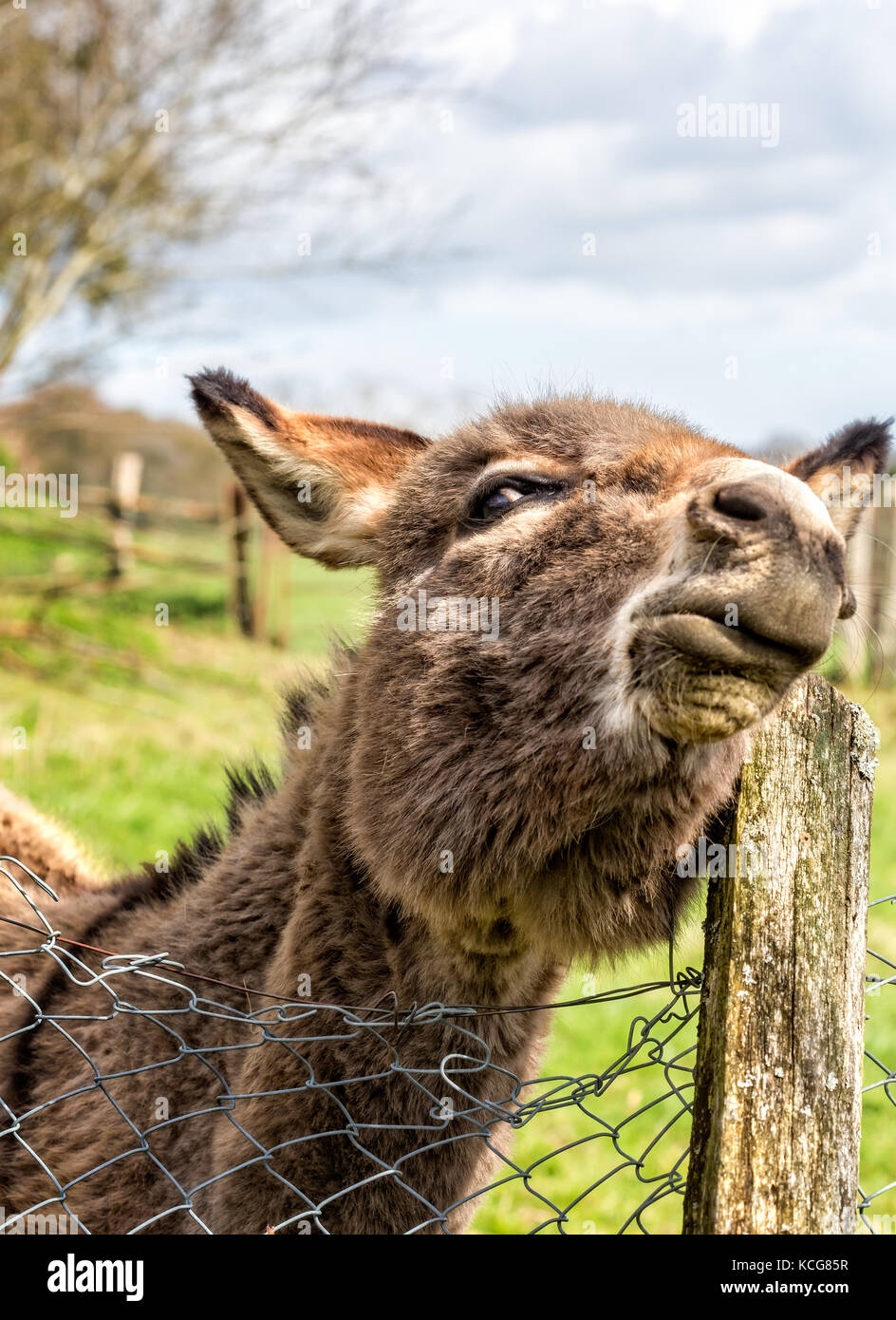 Donkey scratching hi-res stock photography and images - Alamy