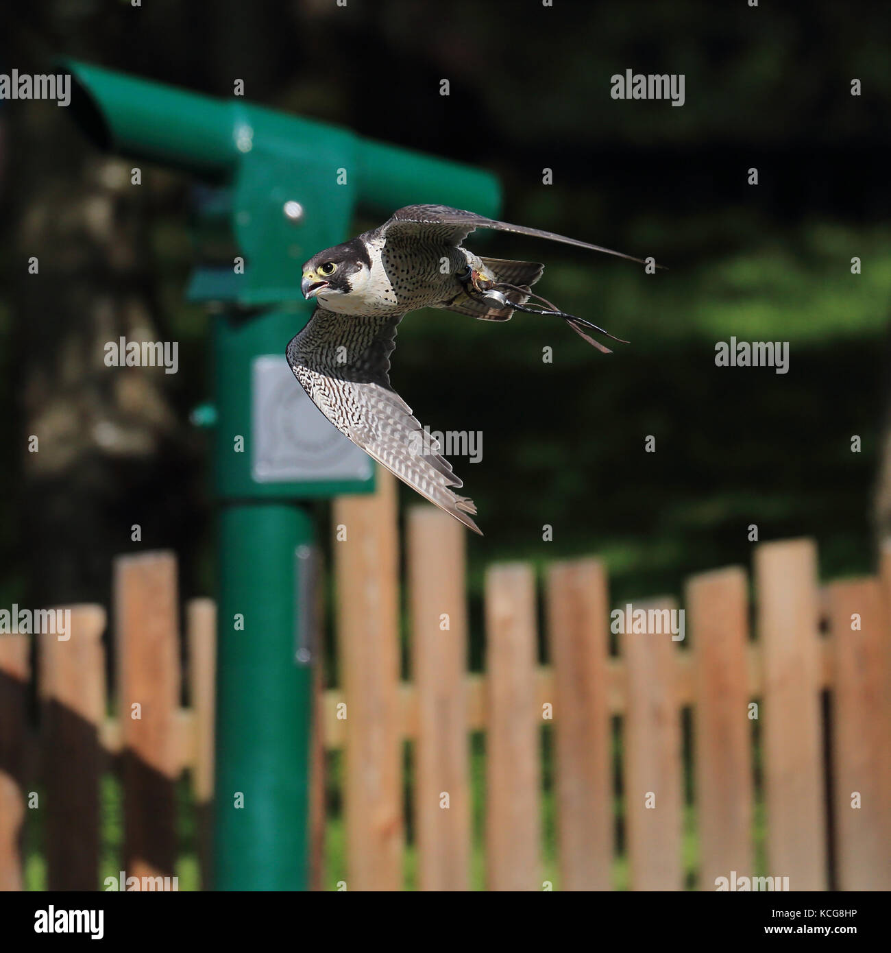 Peregrine Falcon in flight Stock Photo - Alamy