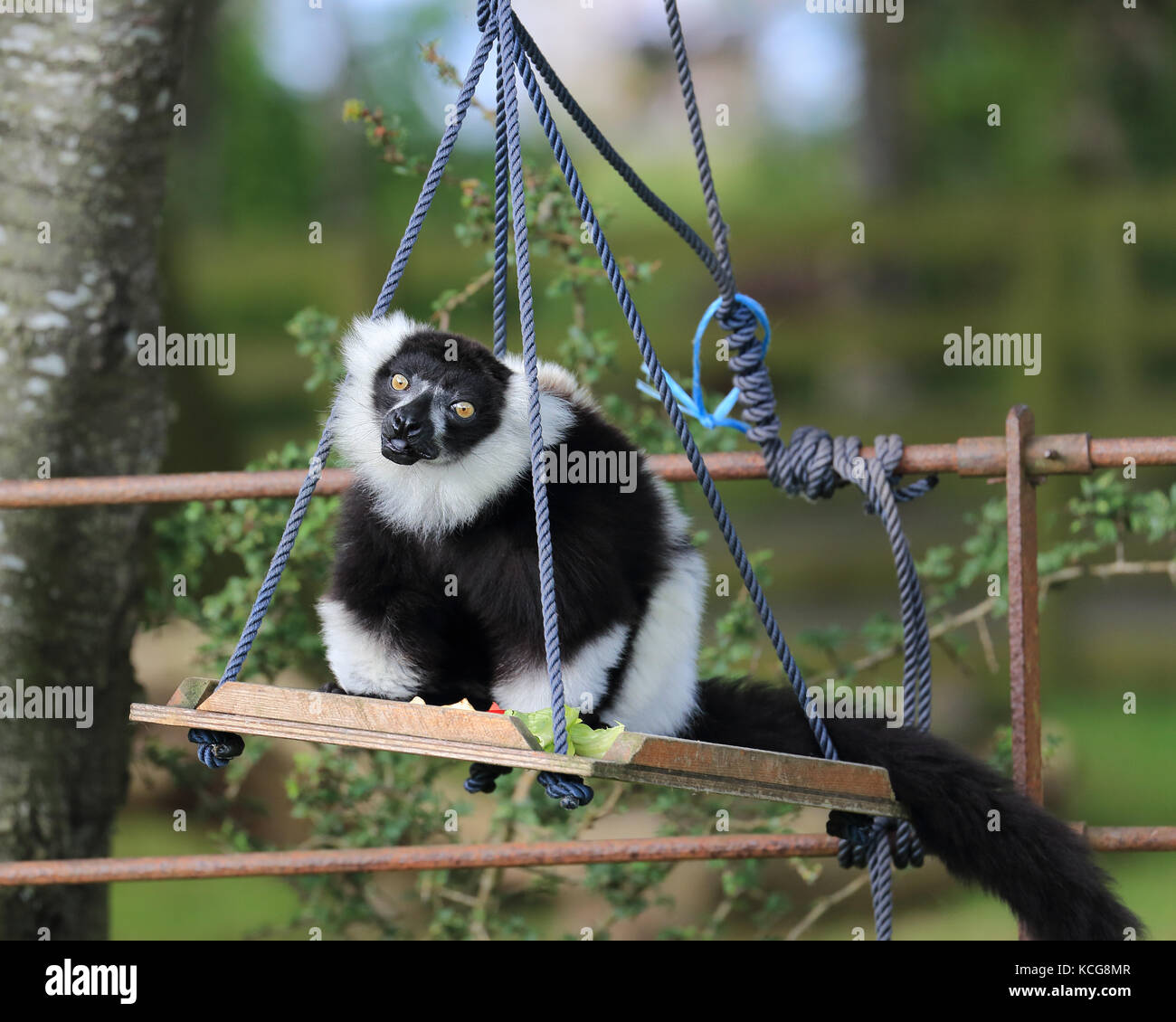Black and White Ruffed Lemur on a swing eating fruit Stock Photo - Alamy