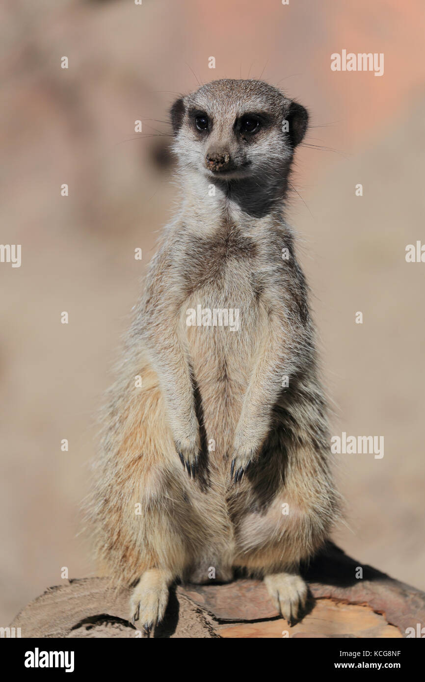 Slender tailed meerkat suricate hi-res stock photography and images - Alamy