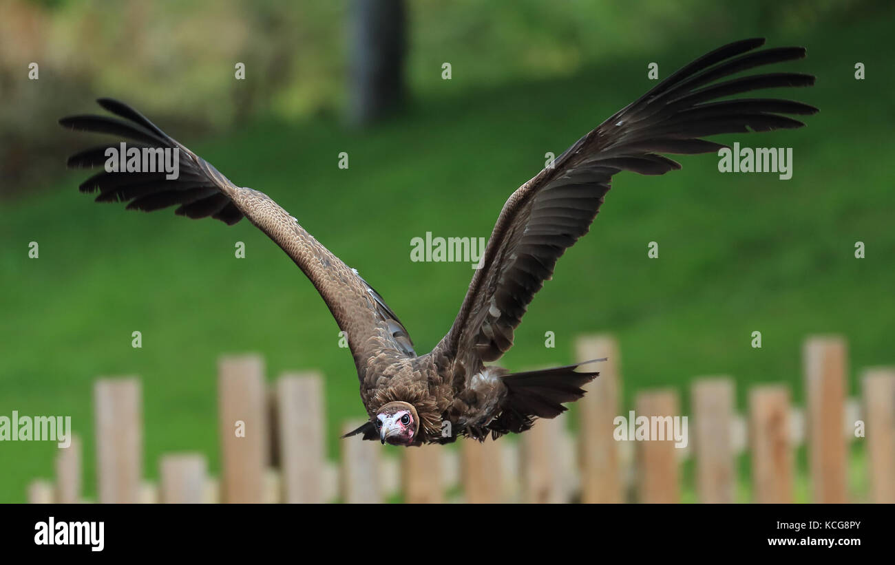 Hooded Vulture in flight Stock Photo - Alamy