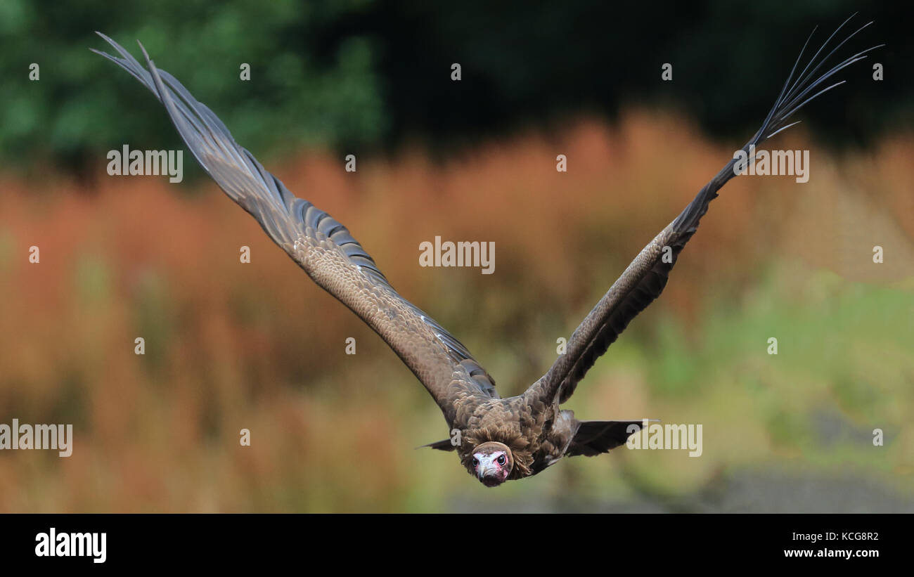 Hooded Vulture in flight Stock Photo - Alamy