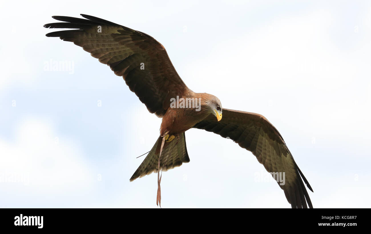 Captive kite hi-res stock photography and images - Alamy