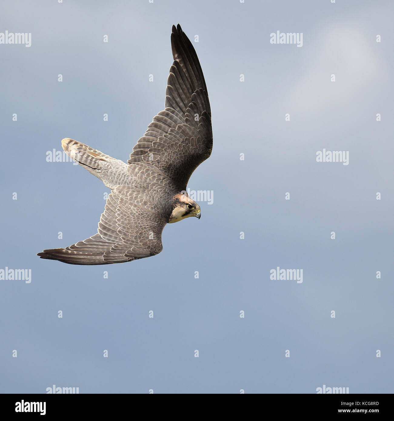 Lanner Falcon in flight Stock Photo - Alamy