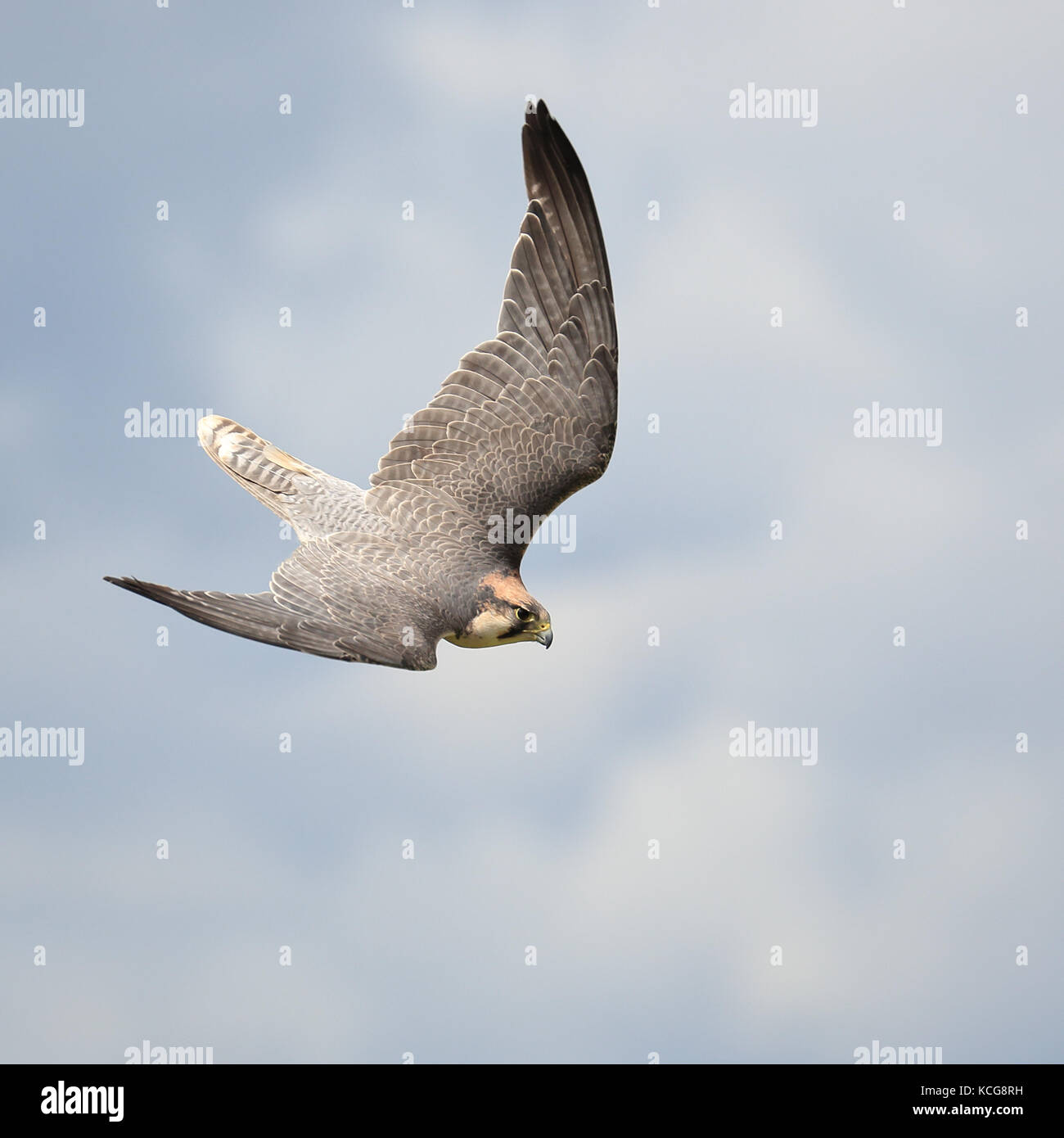 Lanner Falcon in flight Stock Photo - Alamy