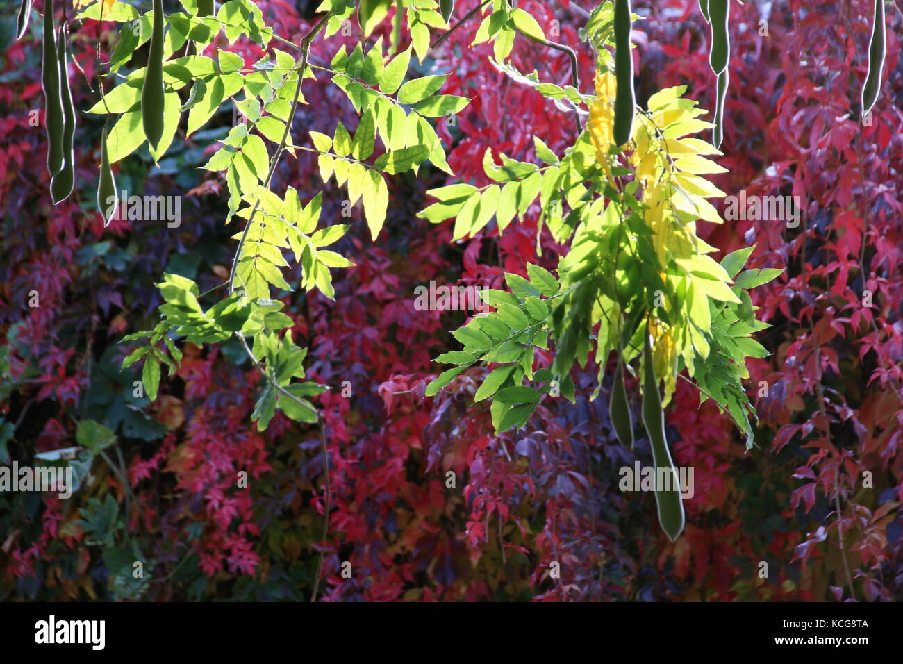 Extremely colorful autumn leaves Stock Photo - Alamy
