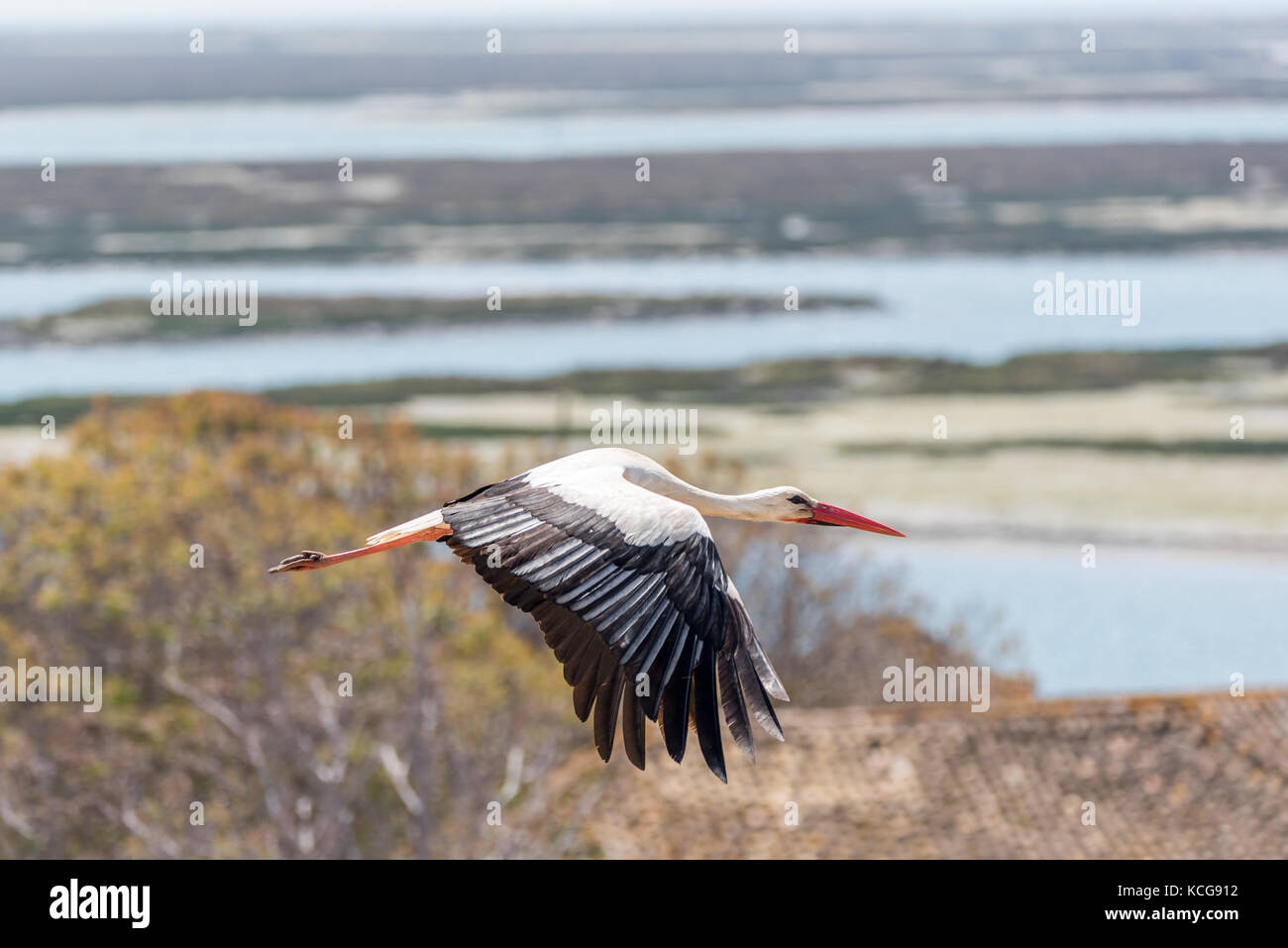 Stork in flight with beautiful background scenery Stock Photo - Alamy