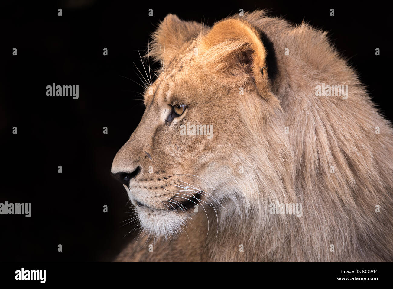 Young male lion in profile Stock Photo - Alamy