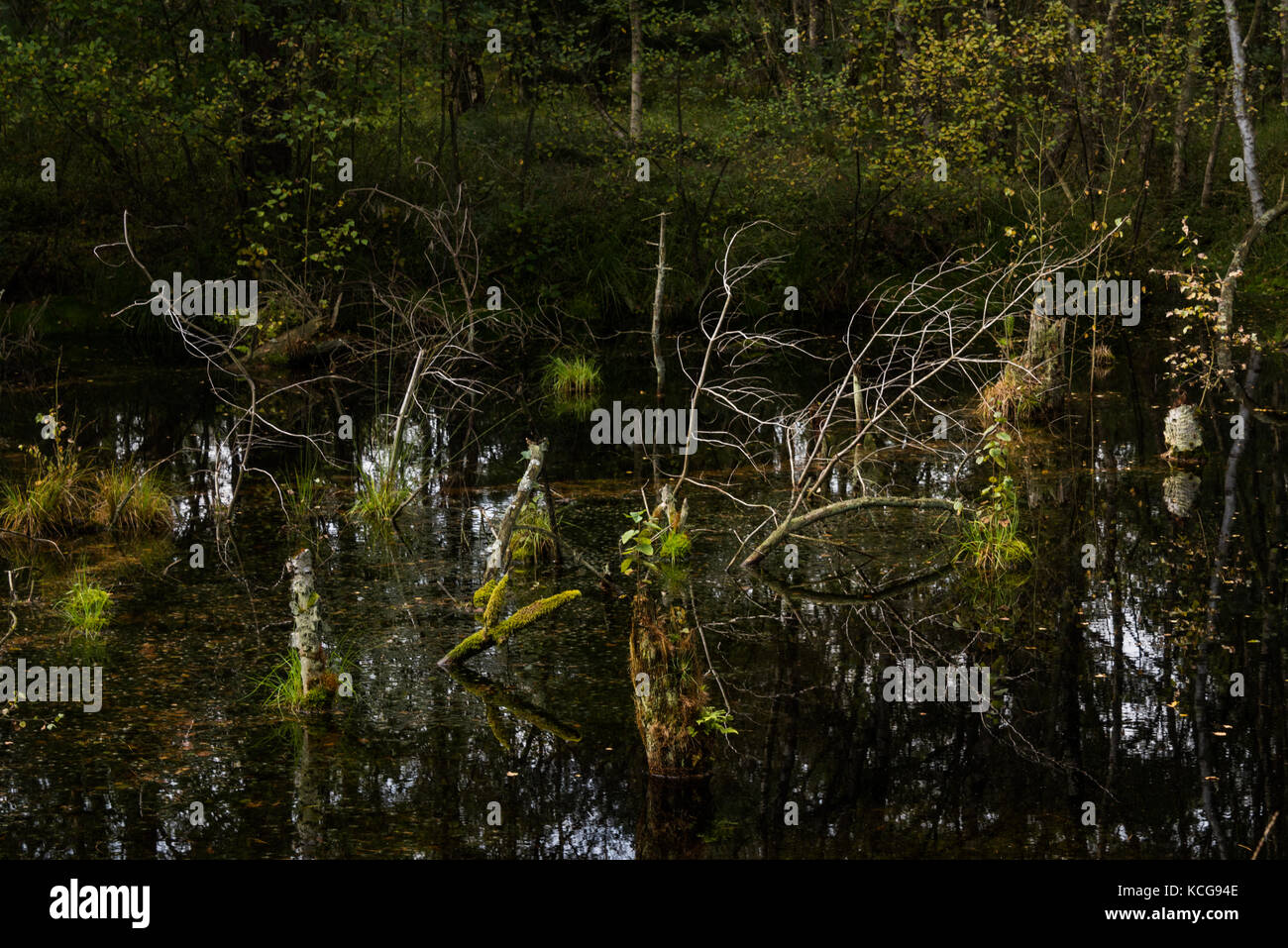 View over a swamp and bog wetland in lueneburg heath germany Stock ...