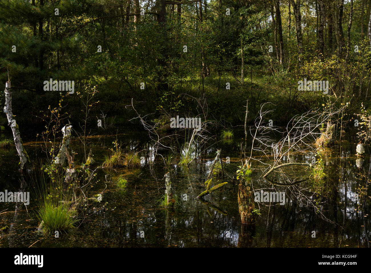 View over a swamp and bog wetland in lueneburg heath germany Stock ...